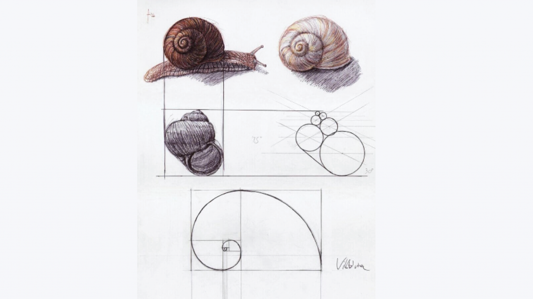 Ultimate Guide of The Golden Ratio in design for Graphic Designer ...